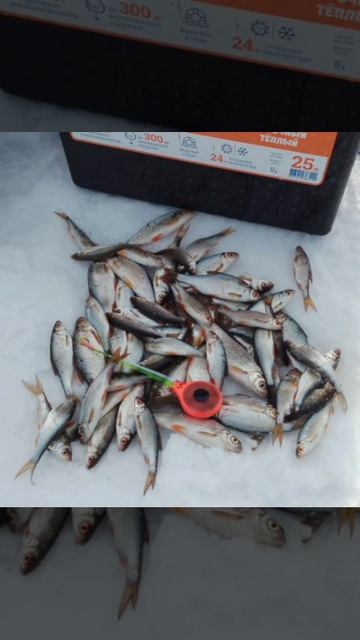 Рыбачил на безмотылку🎣 Прикормка Стерля (Сыр). Мормышка Гвозде-Кубик. Клёв хороший👍