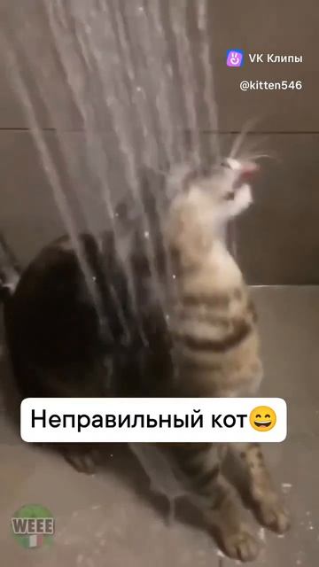 неправильный кот