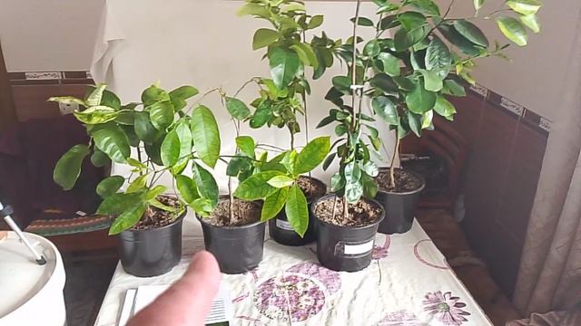 Краткий обзор цитрусов Первая поставка 14.03.2026