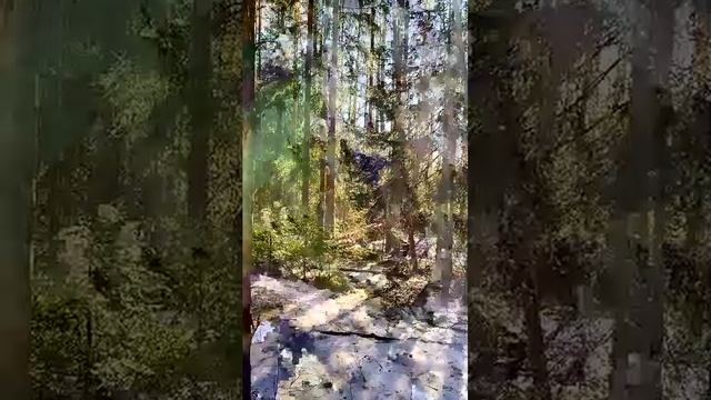 Прогулка по тайге