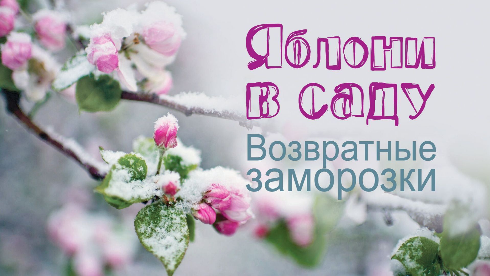 Зимостойкие яблони. Возвратные заморозки.