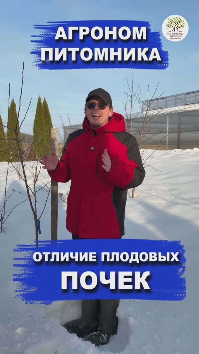 Отличие плодовых почек