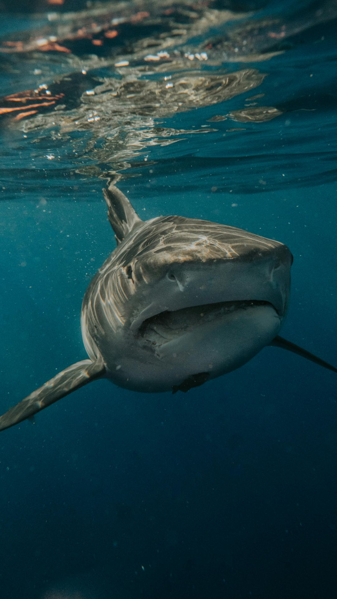 Он прыгнул с лайнера в океан… рядом были акулы