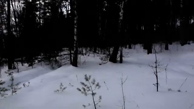 В лесу Телеши нашли Зимой Опята под Снегом. Смоленск.