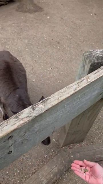 Любопытный Кенгуру . Австралия