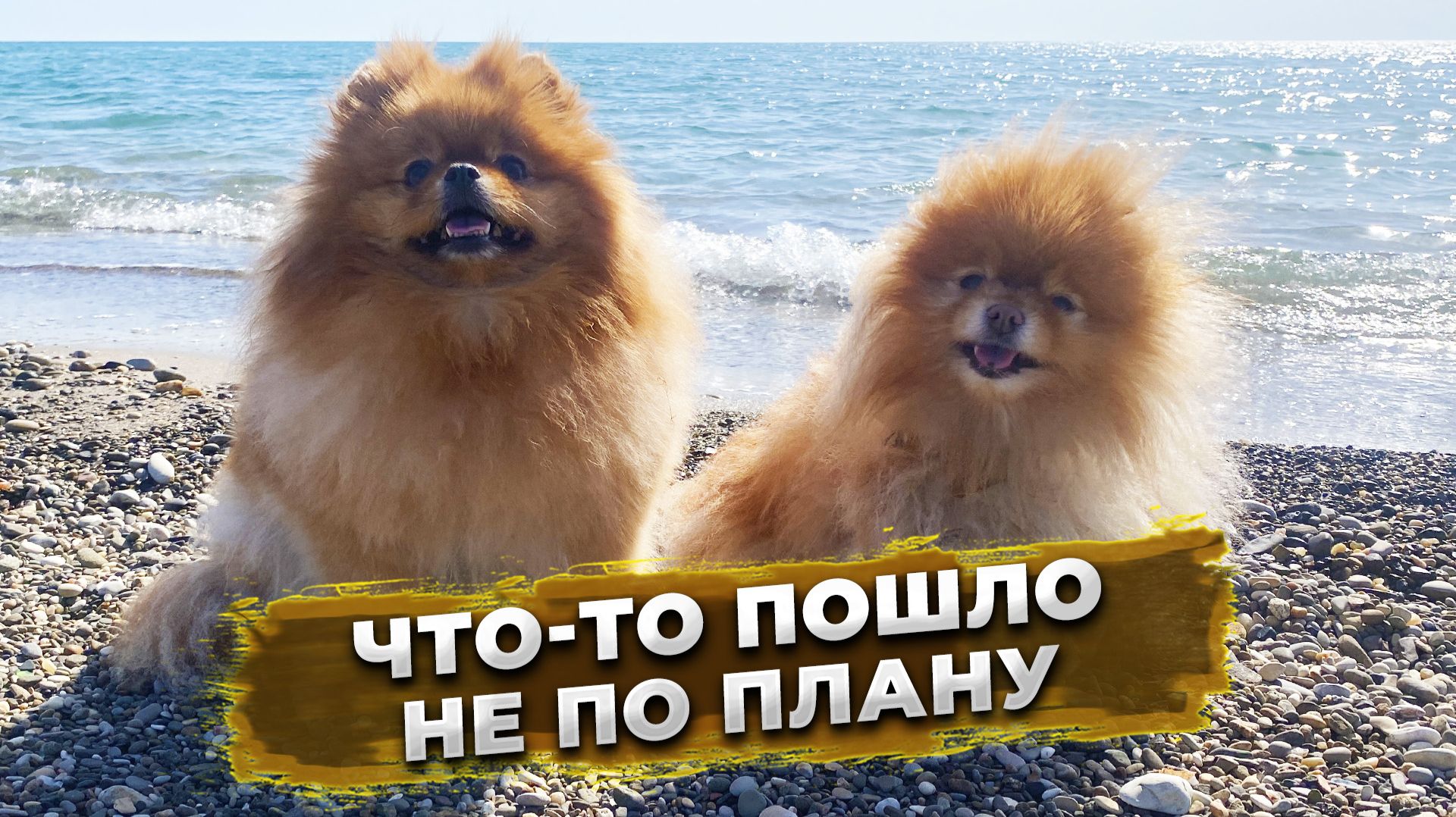 В Джубгу с собаками, несбывшиеся планы