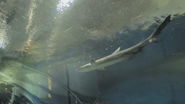 Санкт-Петербург. Океанариум. Туннель с акулами