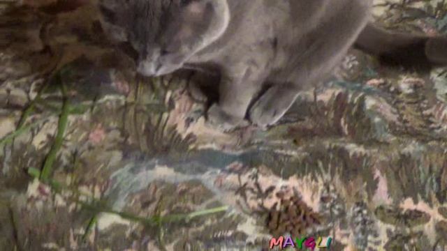 Джимка и Васька.