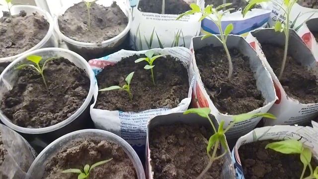 Погода удивляет. Обзор рассады