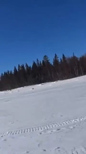 По Арктике зимой на собаке shorts