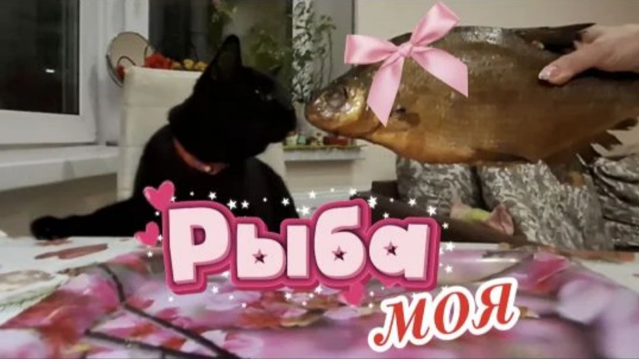 Как рыба стала яблоком раздора для двух черных котов. Коты сидят за столом