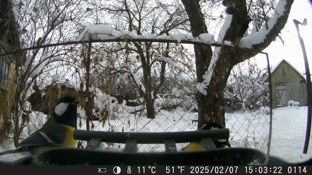 Птицы на кормушке / Фотоловушка