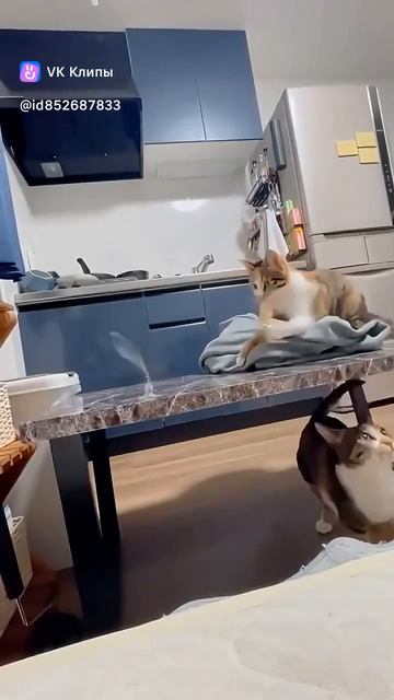 смешные коты и игрушки