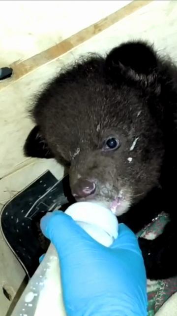 Детёныш Гималайской медведицы