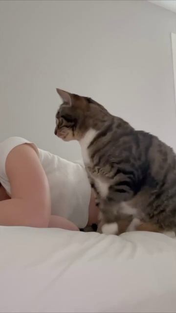 Смешные коты #115-2