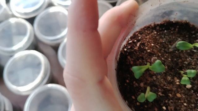 Первые всходы растюшек