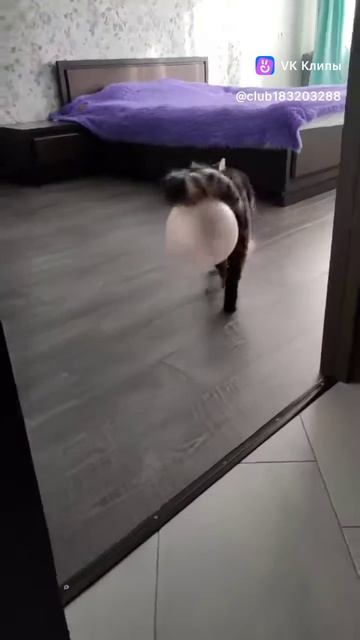 шарик на жопе