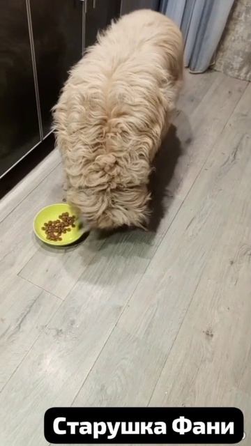 Старушку Фани перевели на дорогой корм. Метаболические процессы попросилир