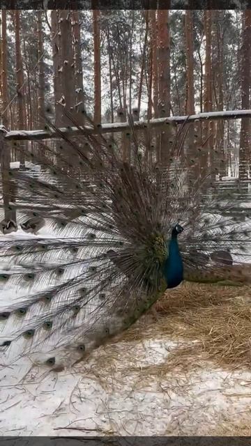 В Ульяновском зоопарке распустились павлиньи хвосты