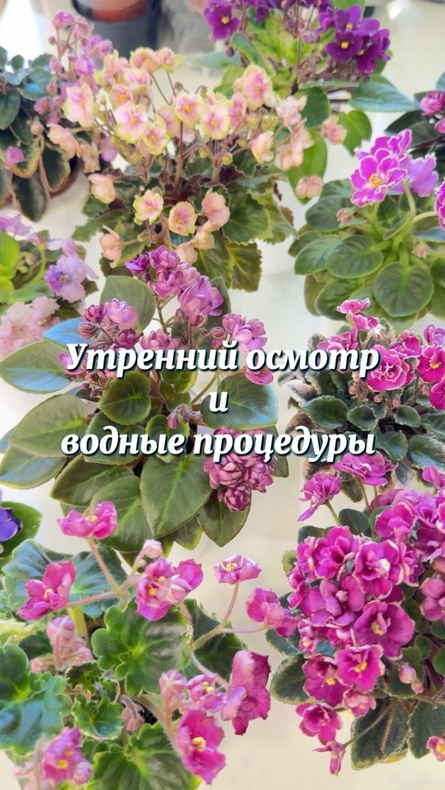 Осмотр и полив миниатюрок