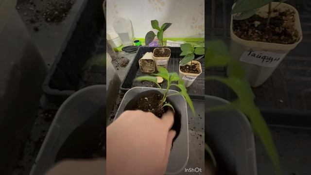 Перевалка перца 2026