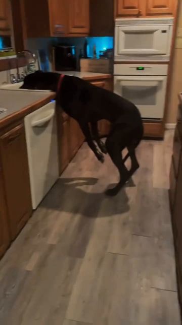 Собаки в странных позах