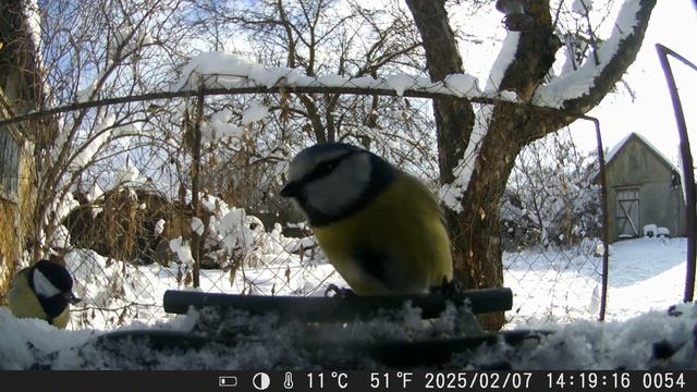 Кормушка в саду зимой спасает ПТИЦ. Фотоловушка в саду