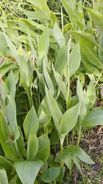 Имбирь и тамарило, как растут в Уганде, отель Kaara