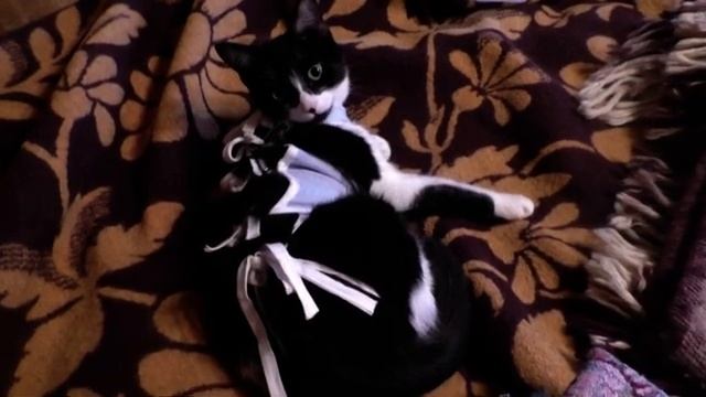 Мурка  после ветлечебницы радуется жизни.