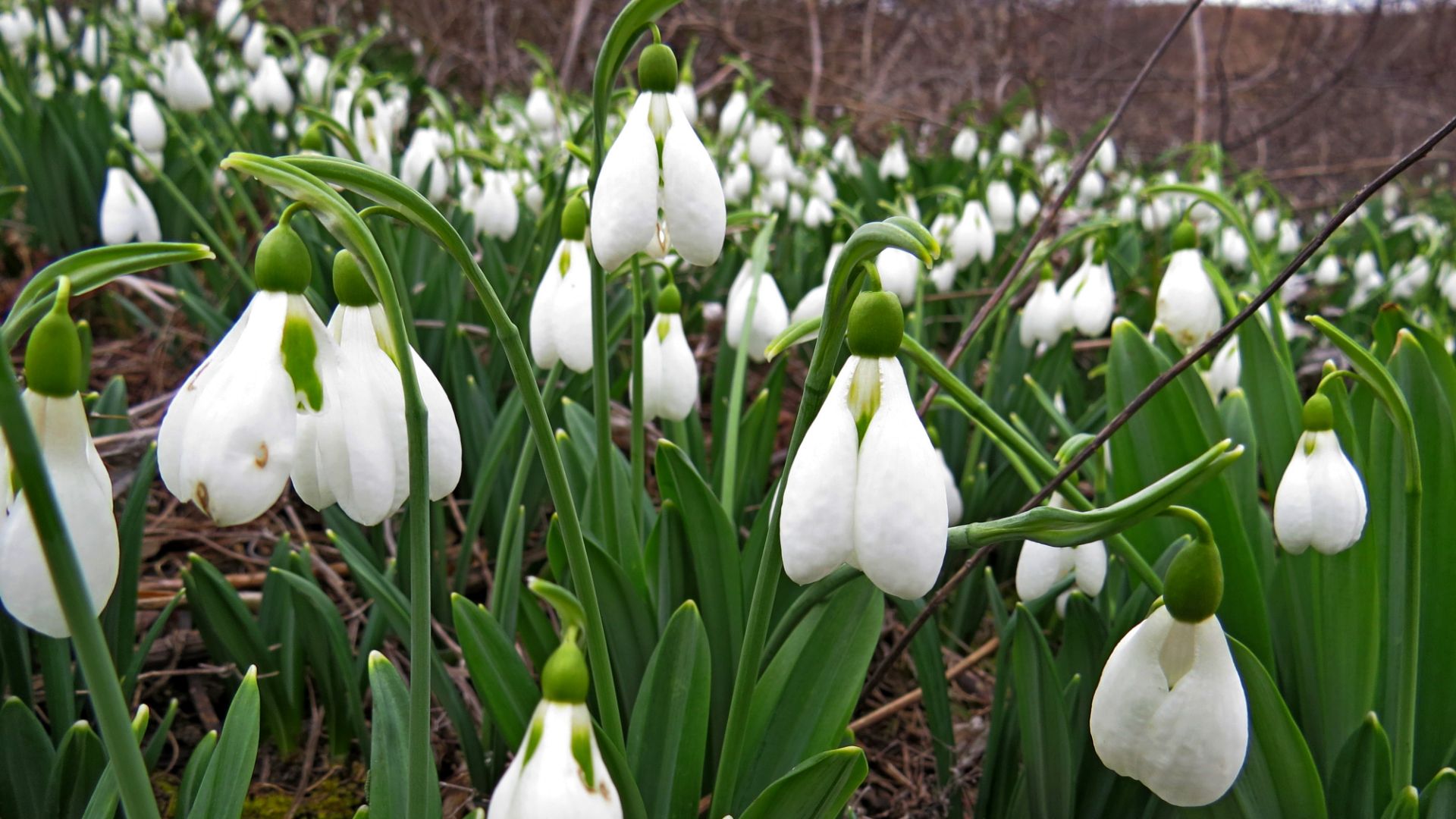 Подснежники Киммерии