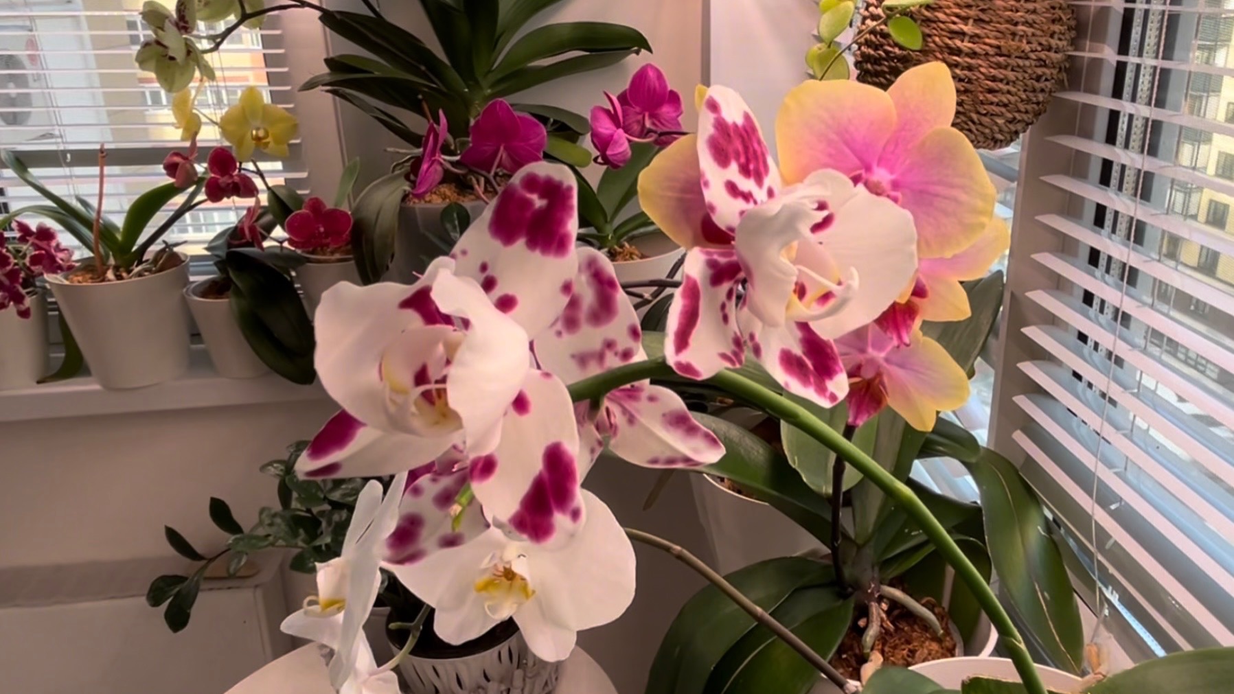 Весеннее ЦВЕТЕНИЕ орхидей 2026 🌸☀️🌿 #орхидеи