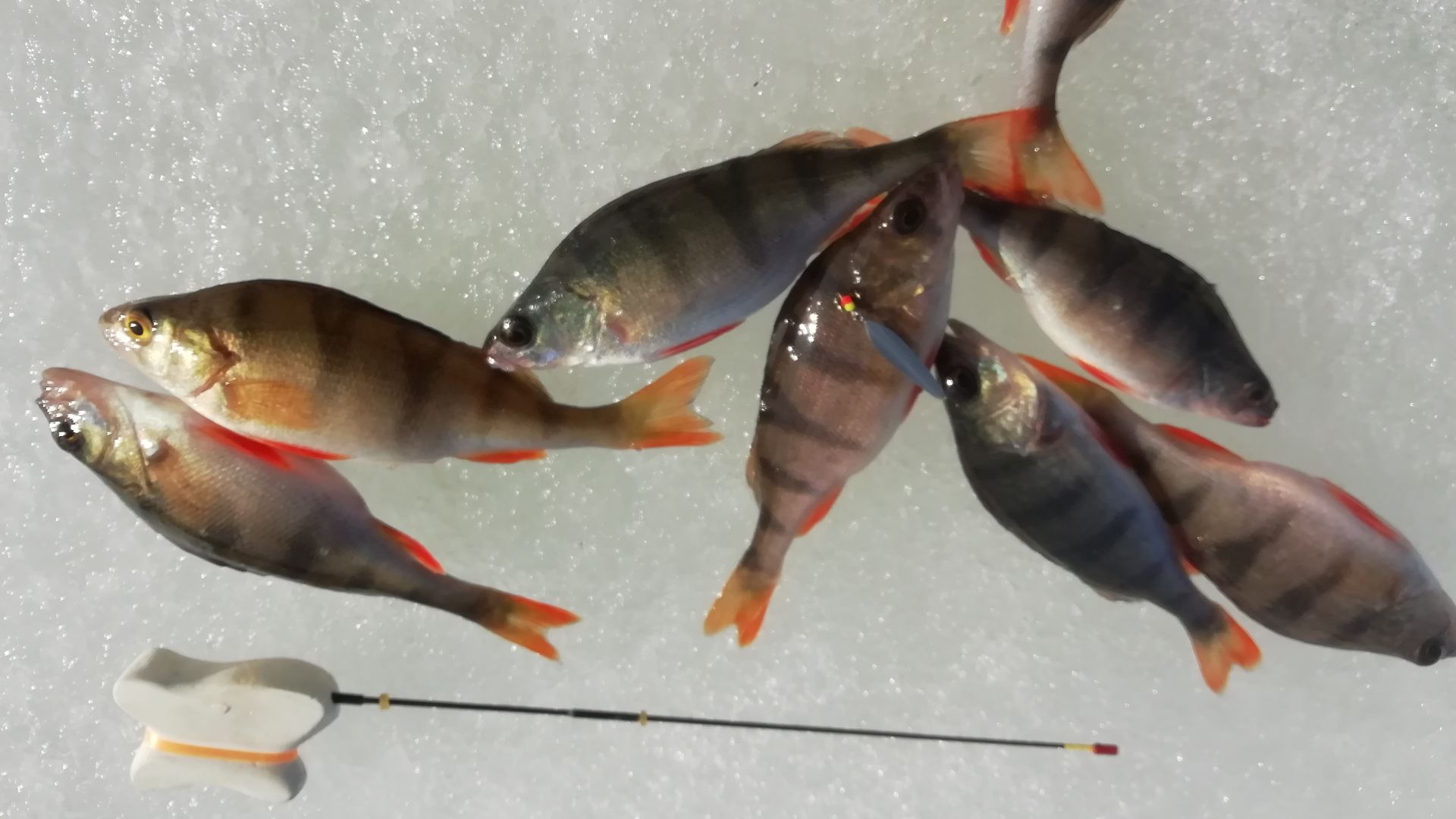 Истринское вдхр. Окунь на блесну