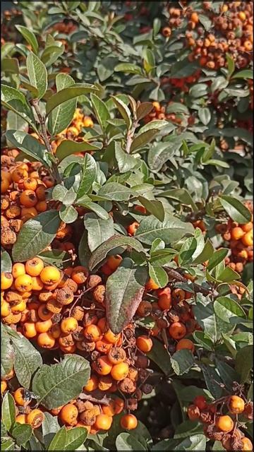 Оранжевое настроение в Рустави (Грузия) 25.02.2026