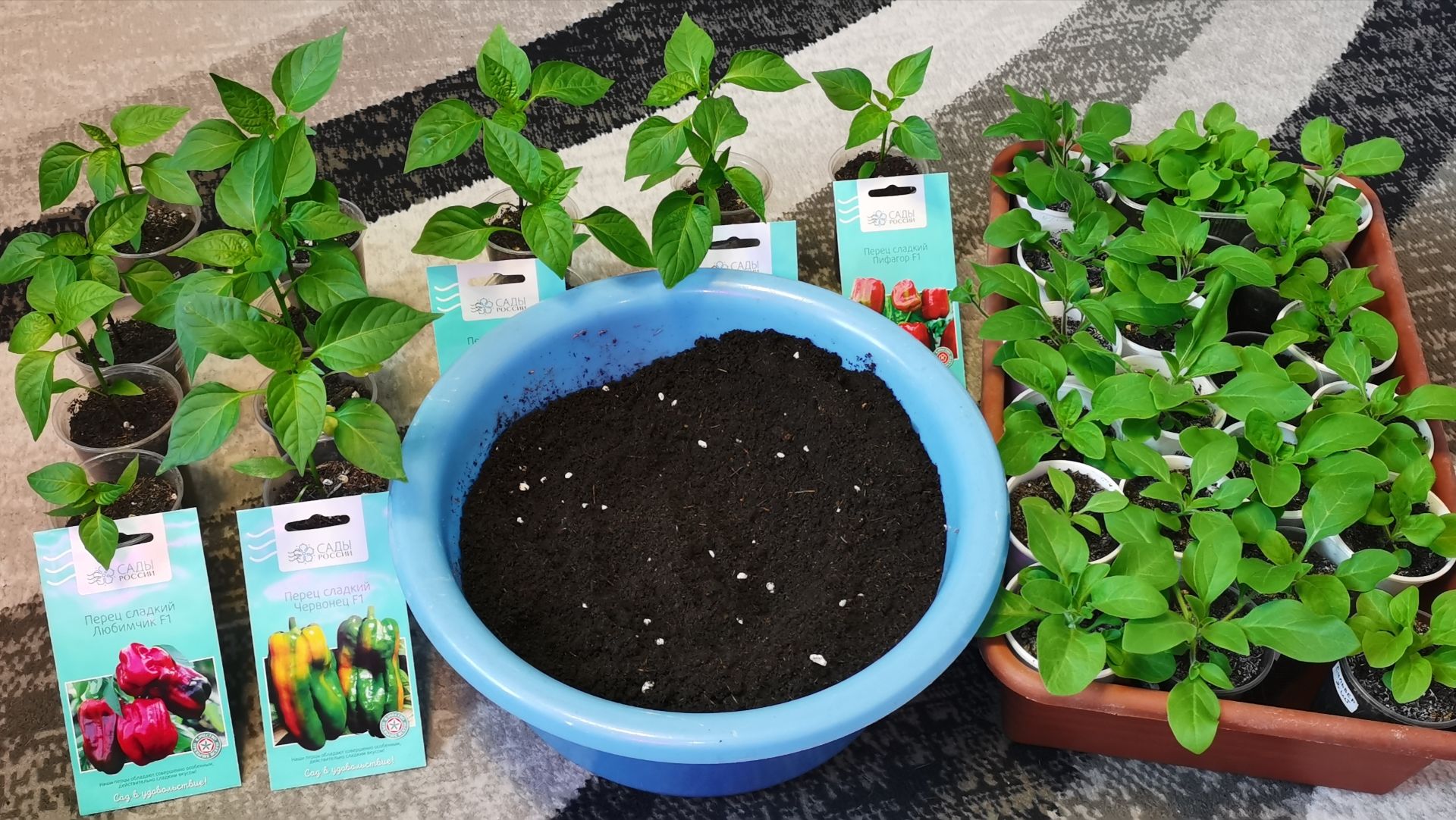 Много рассады для урожайного огорода в деревне! Пересаживаю перец и петунии.