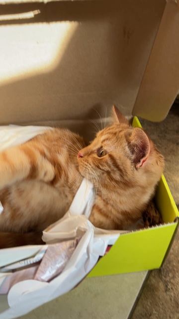 Золотое яблоко