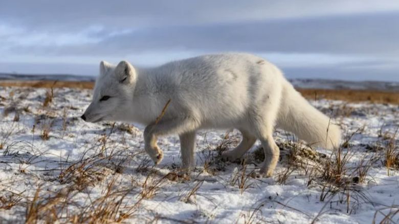 theHunter Classic-угодья УайтраймРидж-охота на песца