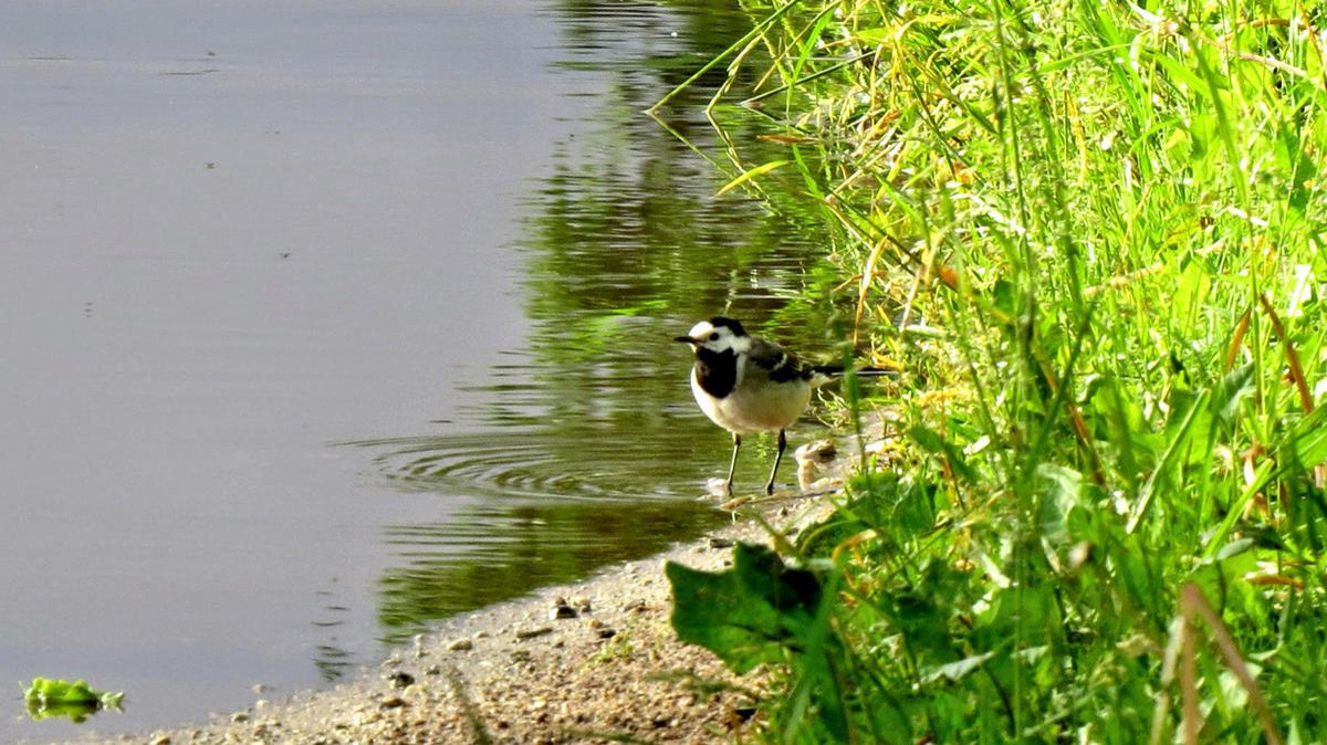 Тайна трясогузки