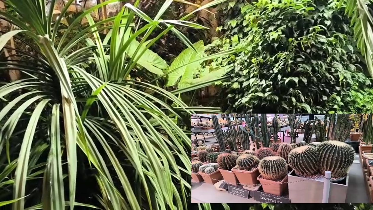 Аптекарский огород – Ботанический сад МГУ в Москве. Путешествие по Москве. Экскурсии, путешествия.