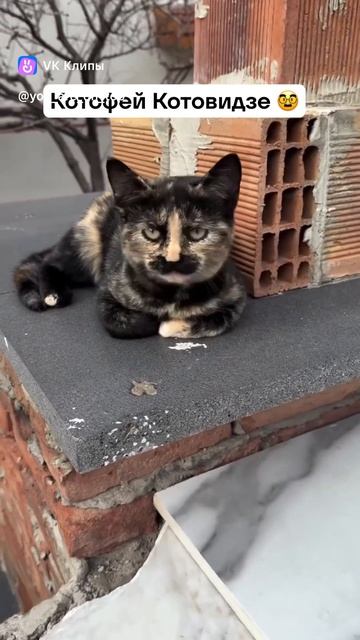 кот котовидзе