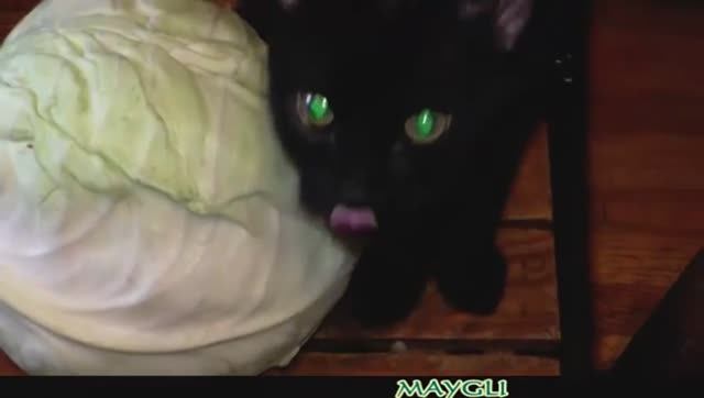 Кот Жук и капуста.