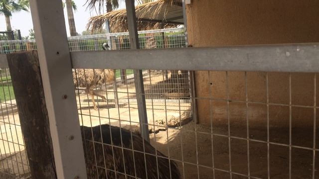 Кипр зоопарк Эму