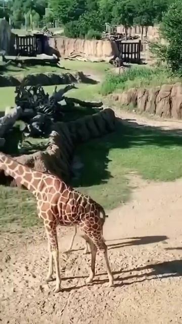 Новорожденные жирафы🦒 делают первые шаги уже через час после появления на свет.