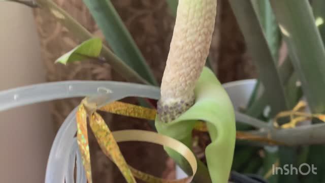 Цветение Замиокулькаса