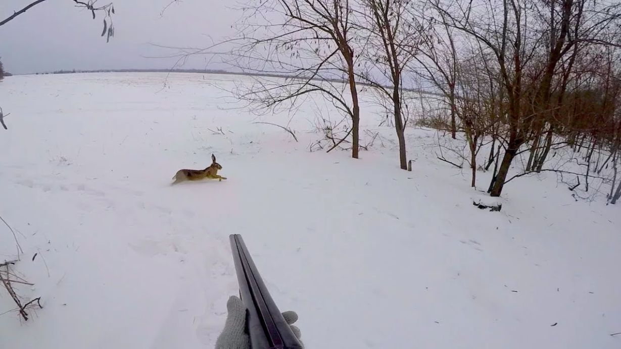 theHunter Classic-угодья УайтраймРидж-пошли на зайца а добыли ещё и белого медведя