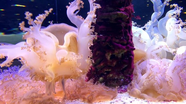 Океанариум в ТРЦ «РИО»