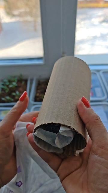 На улице снег, а у меня новое растение