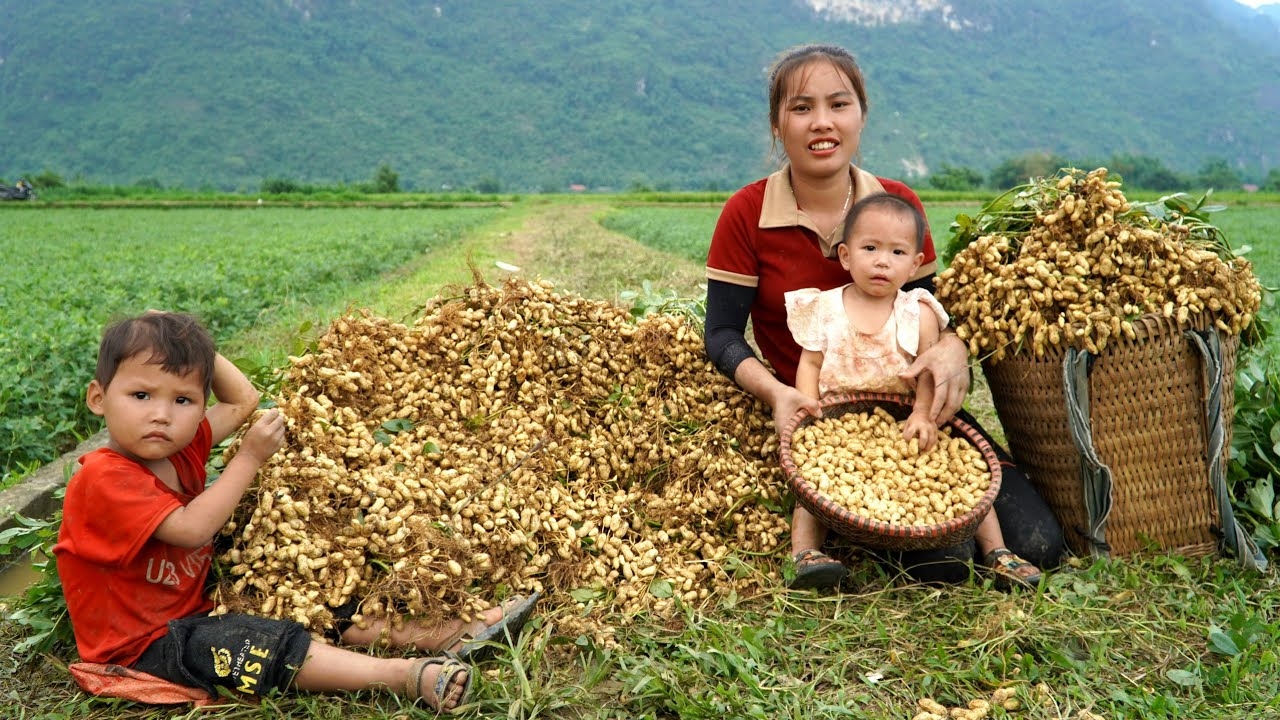 Мама поневоле. Дуонг. Собираю урожай арахиса. Забрала мальчика домой - его отец был пьян. Серия 88