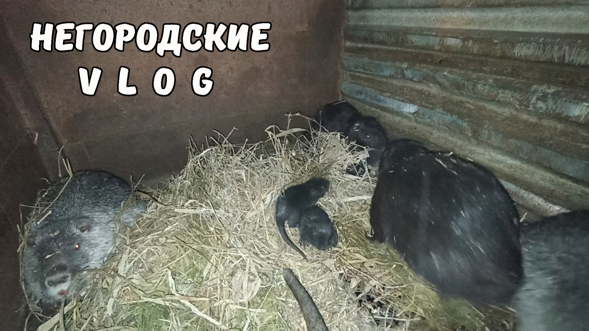 НУТРИЯ ощенилась. НУТРЯТ отсадили от семьи. 11.03.26