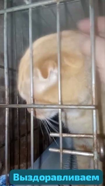 Мой ласковый и нежный рыжий Рам.