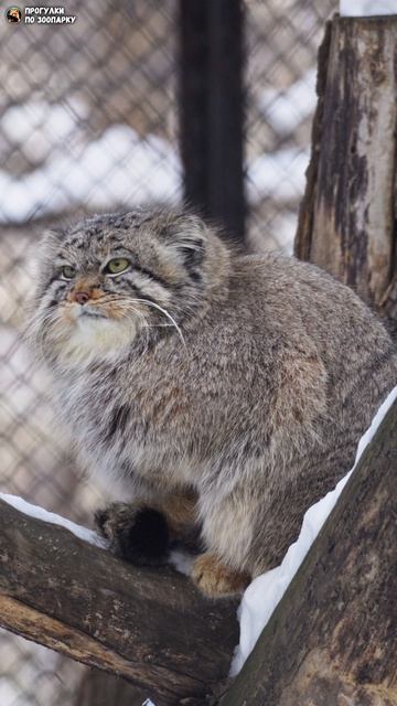 Манул (котенок Евы) неудобно сидит на дереве. Новосибирский зоопарк